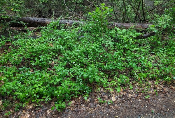 Invasive Bittersweet Vines: All Bitter, No Sweet - Alliance for the ...