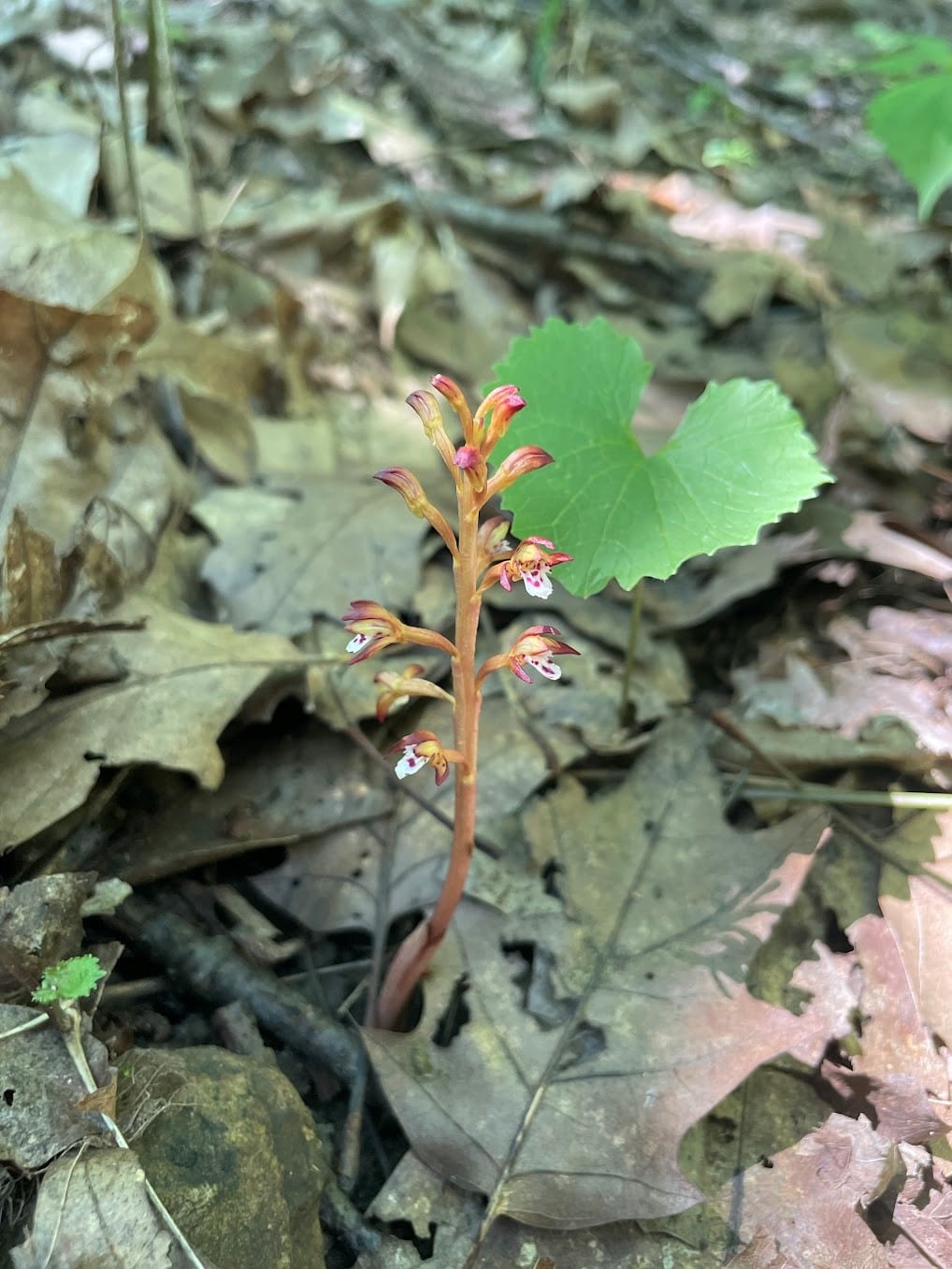 What’s Poppin’? Phenological Fun: Autumn Coralroot - Alliance for the ...