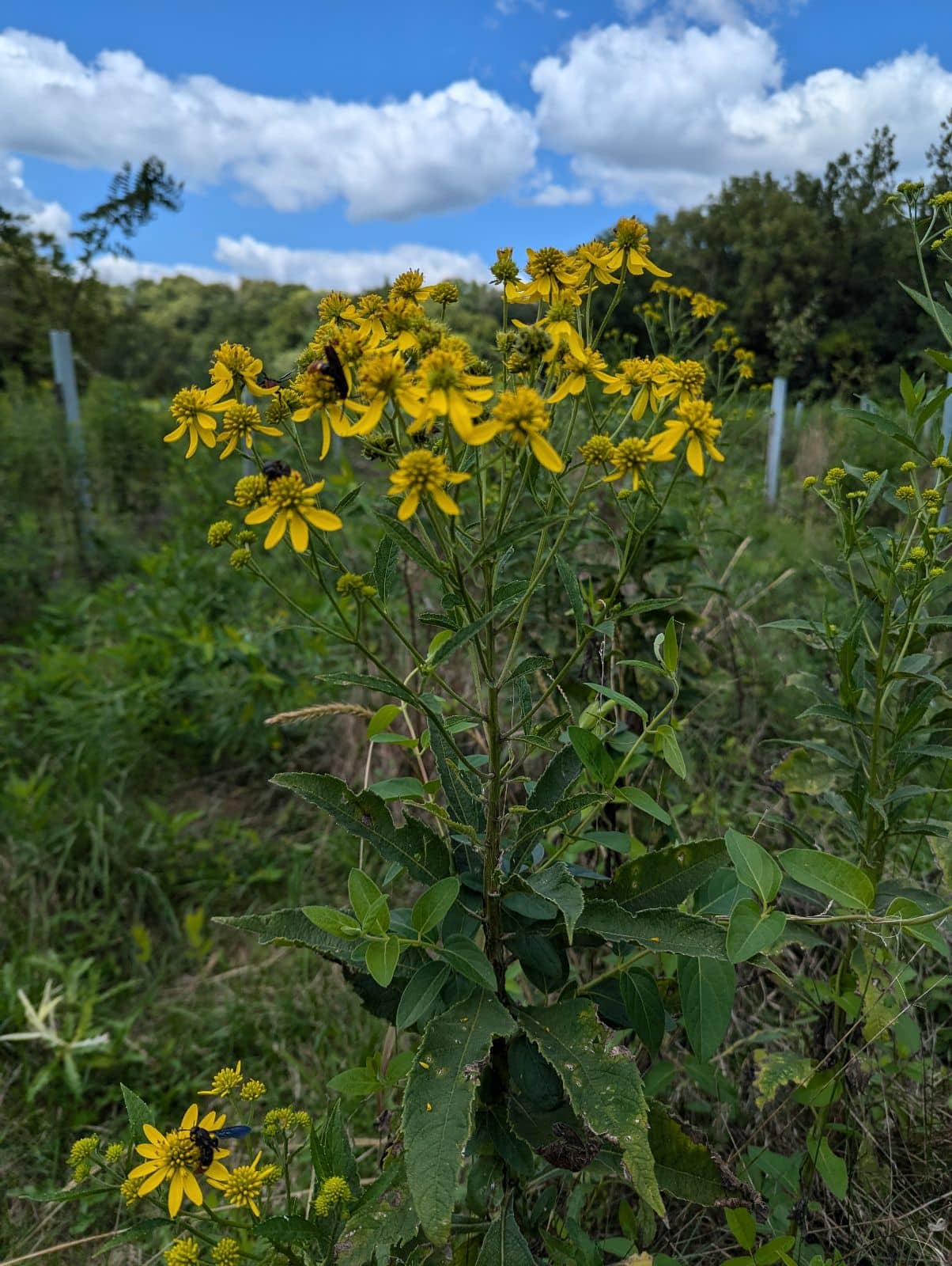 What’s Poppin’? Phenological Fun: Wingstem - Alliance for the ...