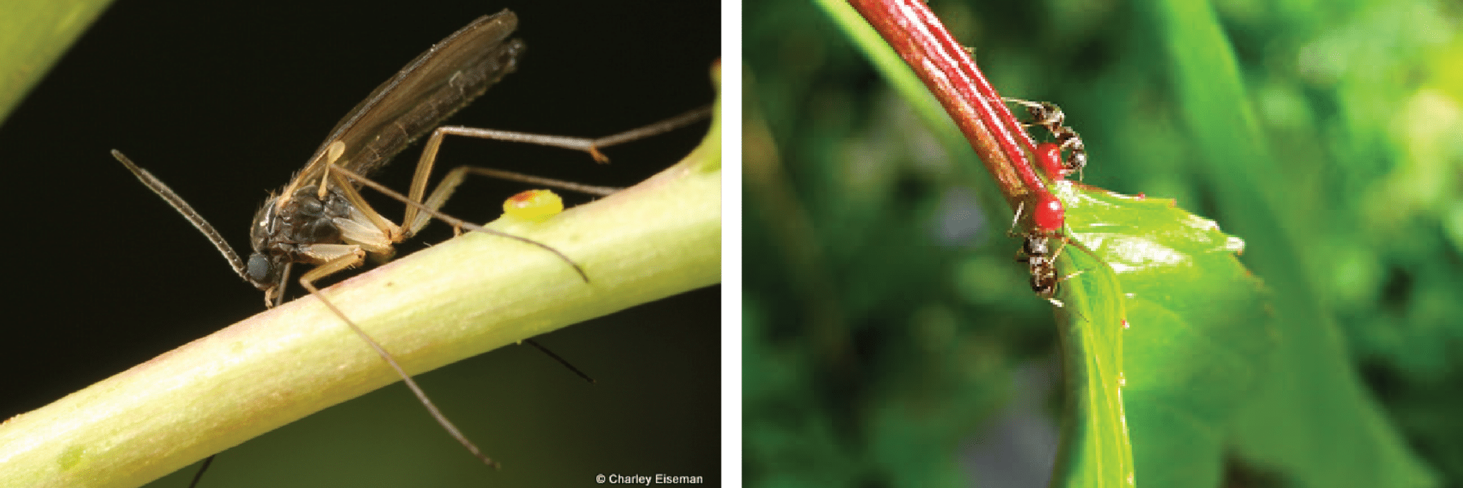 The Puzzle of Extrafloral Nectaries - Alliance for the Chesapeake Bay