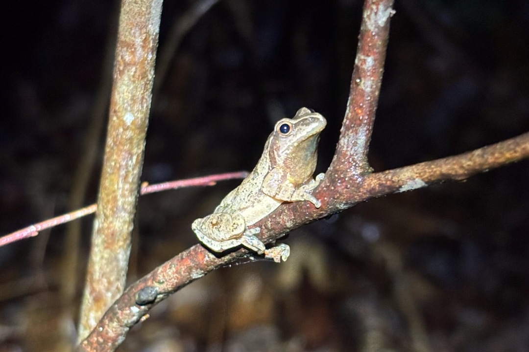 What's Hoppin'? Phenological Fun - Alliance for the Chesapeake Bay