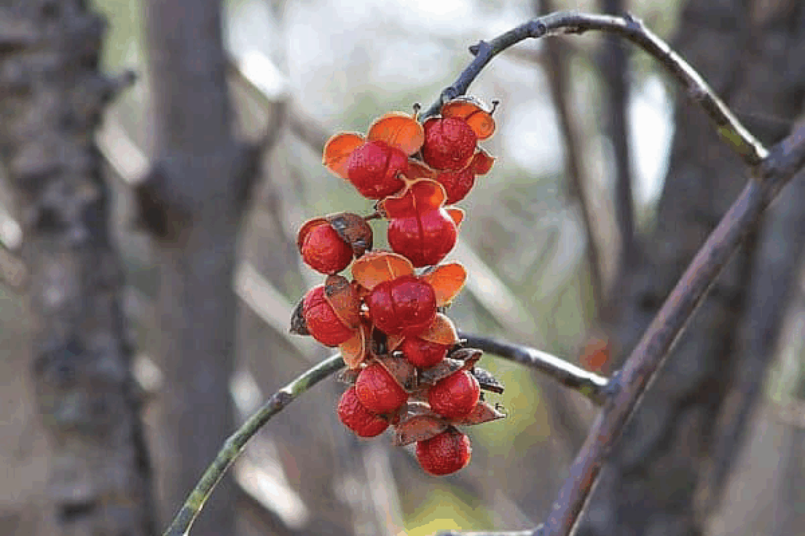 Bittersweet Spring: Native Vines and Vibrant Birds of the Chesapeake ...