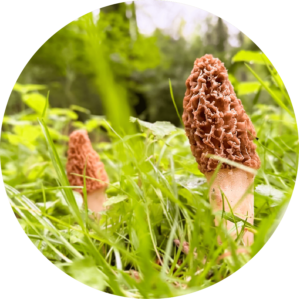 The Foods of Our Watershed - Alliance for the Chesapeake Bay