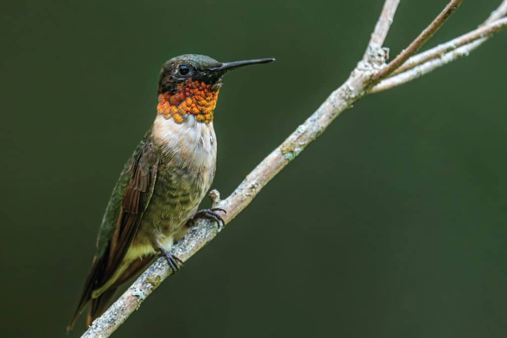 Creating a Haven for Ruby-throated Hummingbirds - Alliance for the ...