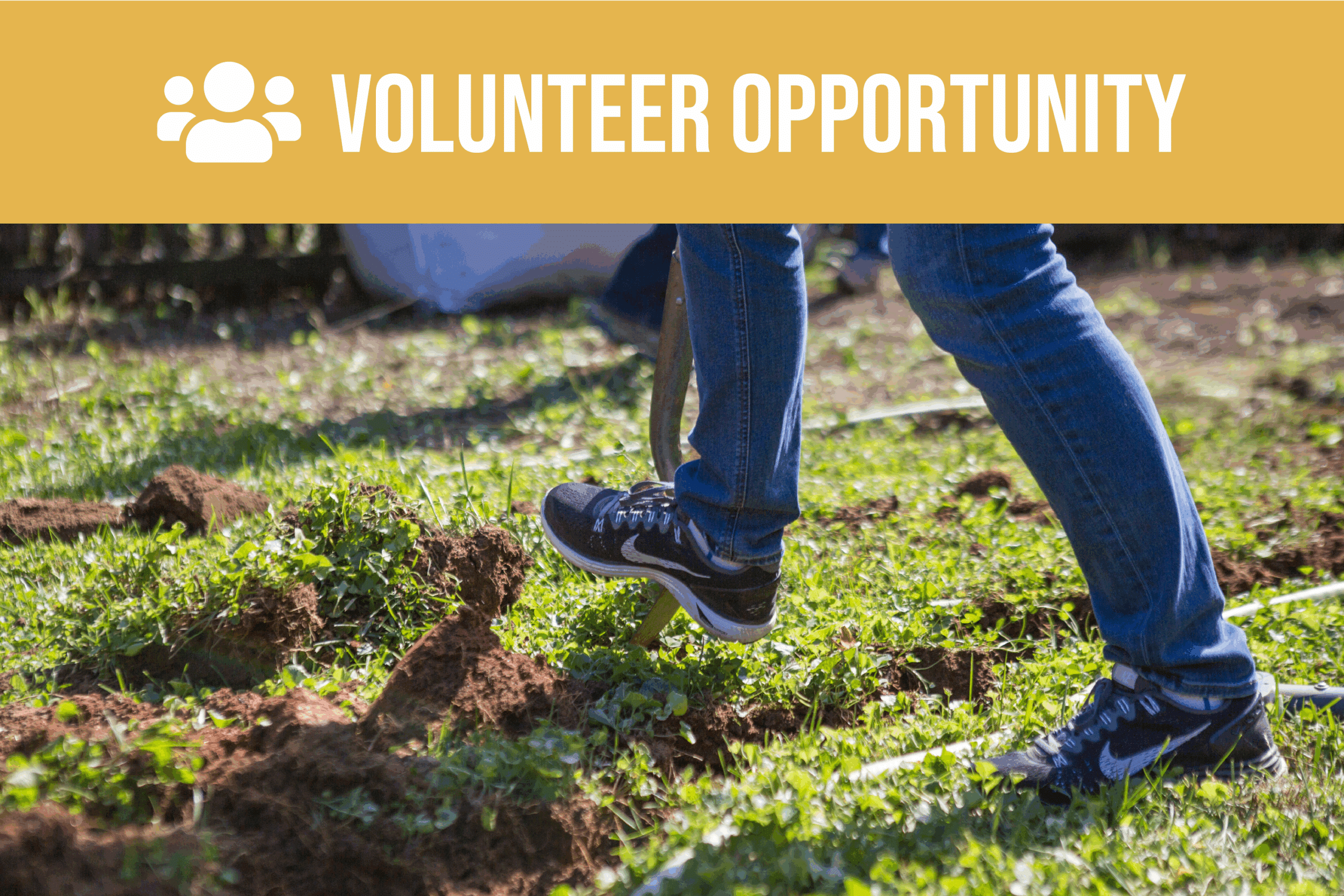 Blackwell Park Bioretention Planting - Alliance for the Chesapeake Bay