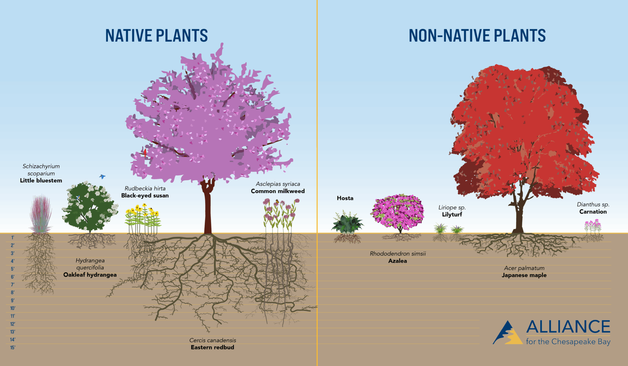 Reduce Your Stormwater: Invasive Plant Removal - Alliance for the ...