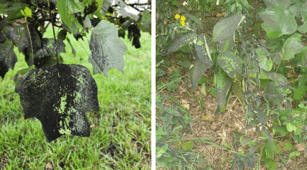 Tulip Tree Scale: A Messy Pest of Our Beloved Native Trees - Alliance ...
