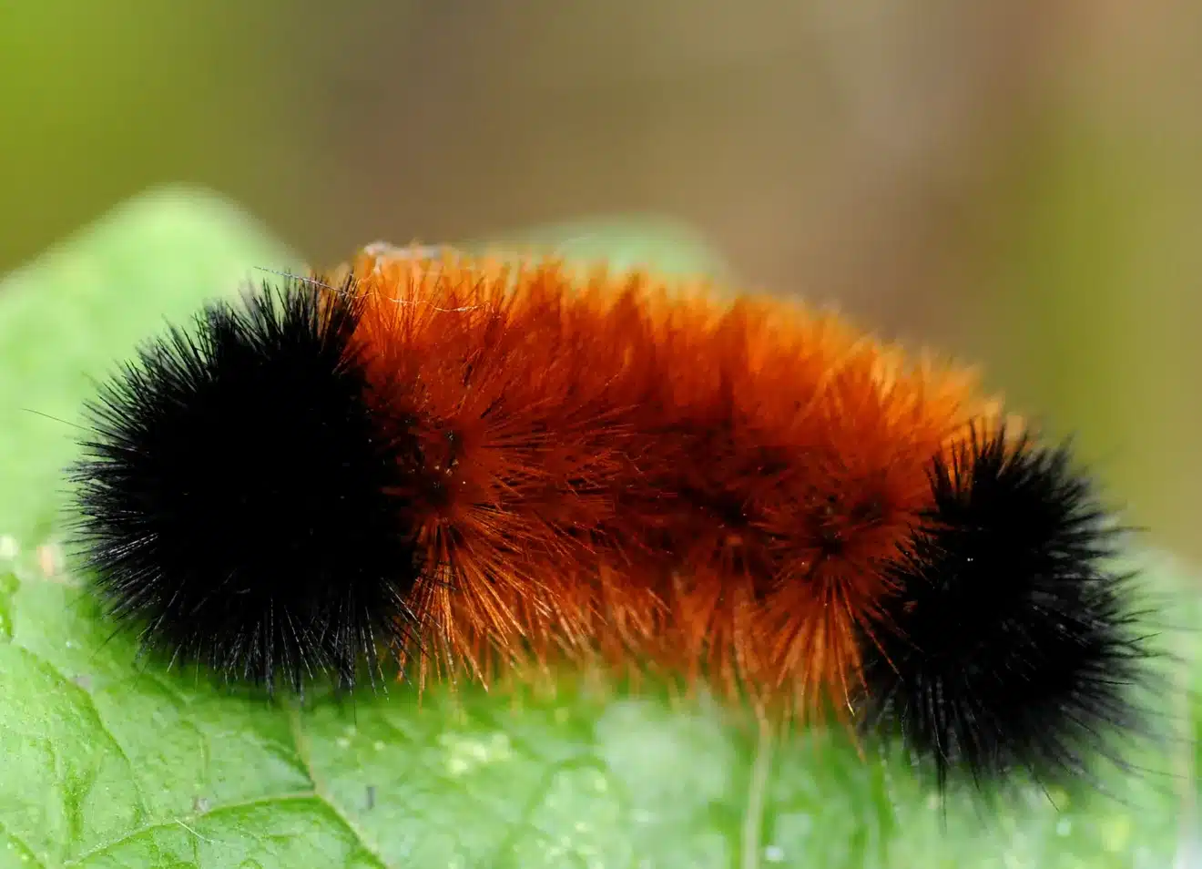 Can Banded Wooly Bear Caterpillars ACTUALLY Predict Winter Weather ...