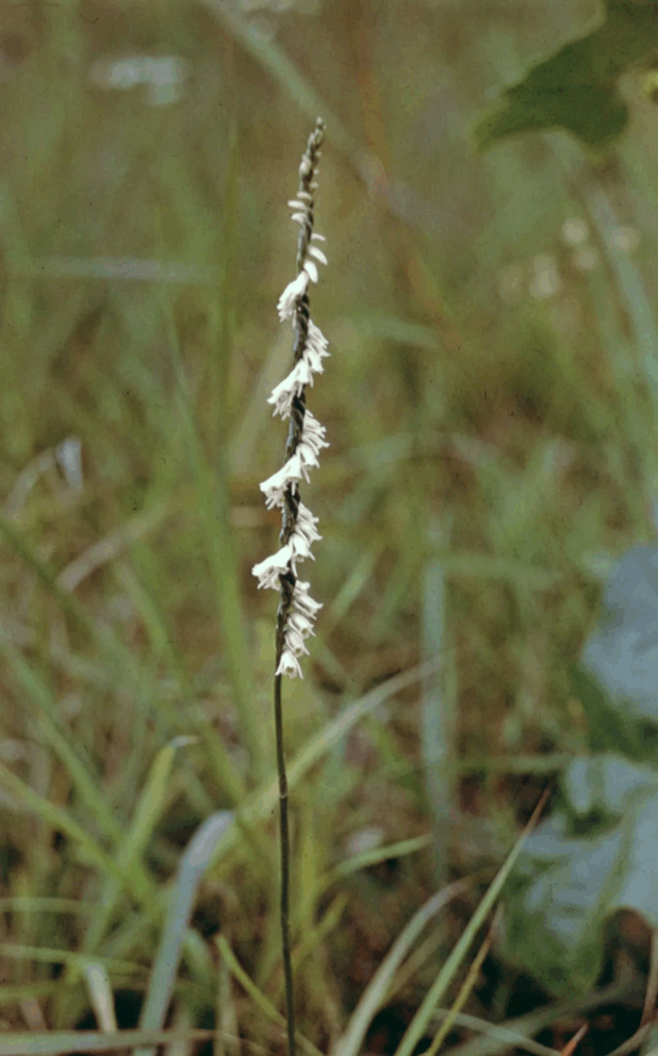 What's Poppin'? Phenological Fun: Nodding Ladies’ Tresses & Hill Holly ...