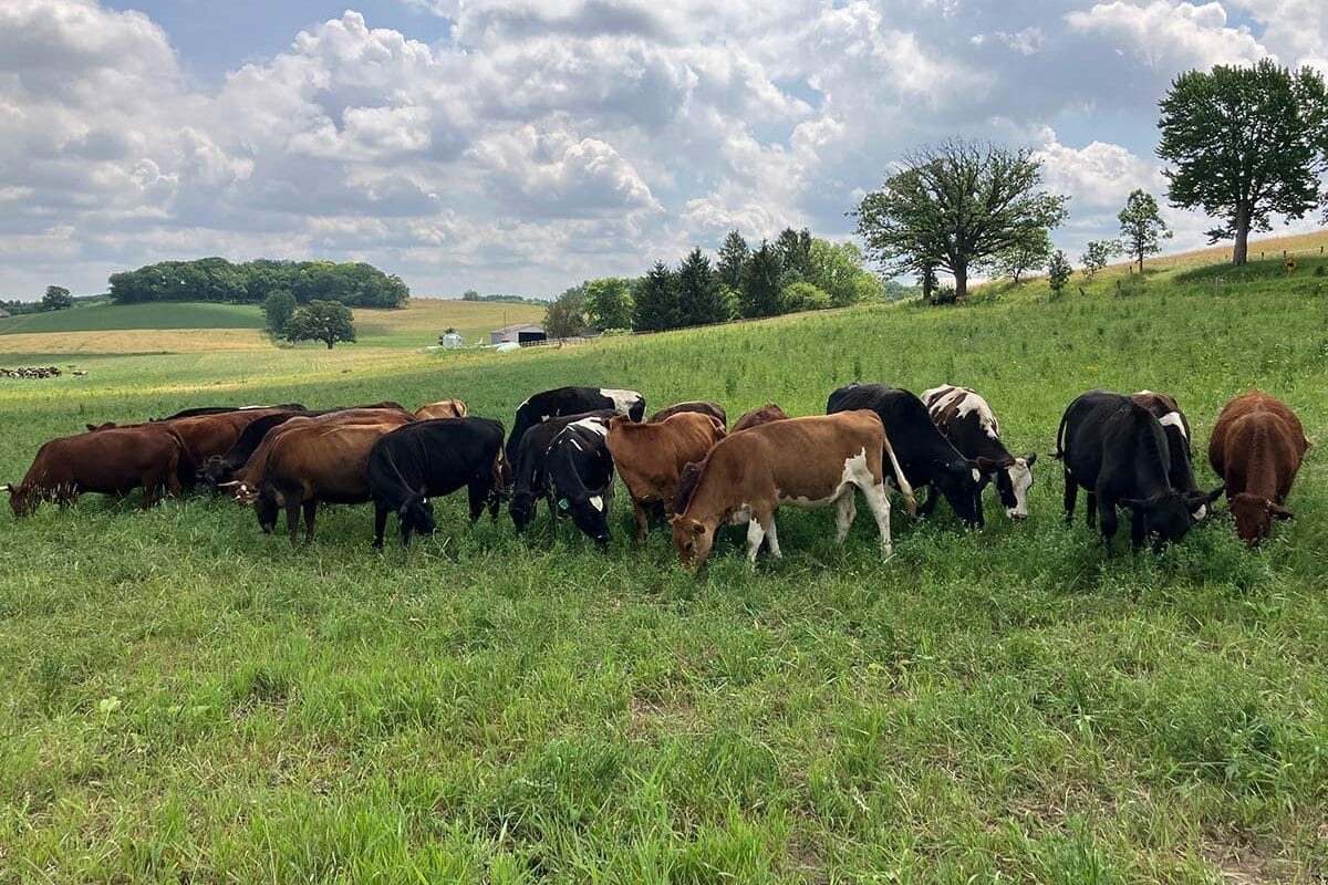 Agriculture Uncovered: Pasture Management and Rotational Grazing ...