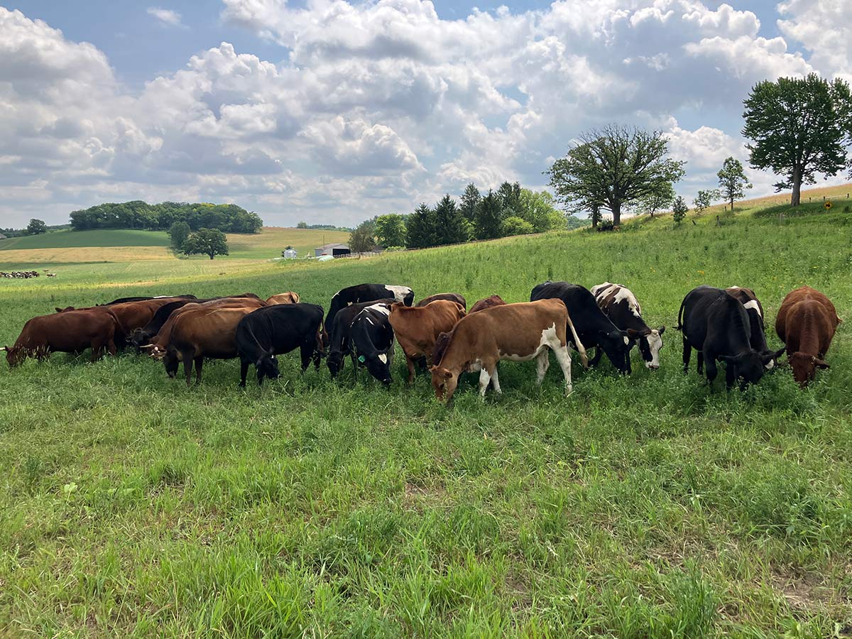 Agriculture Uncovered: Pasture Management and Rotational Grazing ...