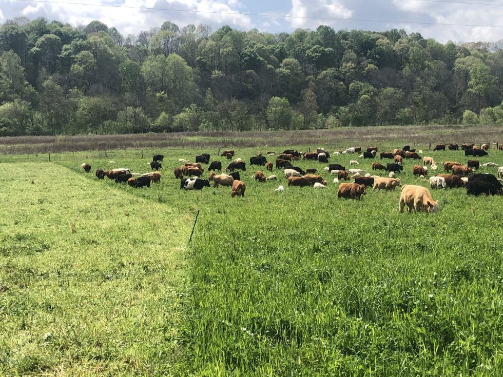 Agriculture Uncovered: Pasture Management and Rotational Grazing ...
